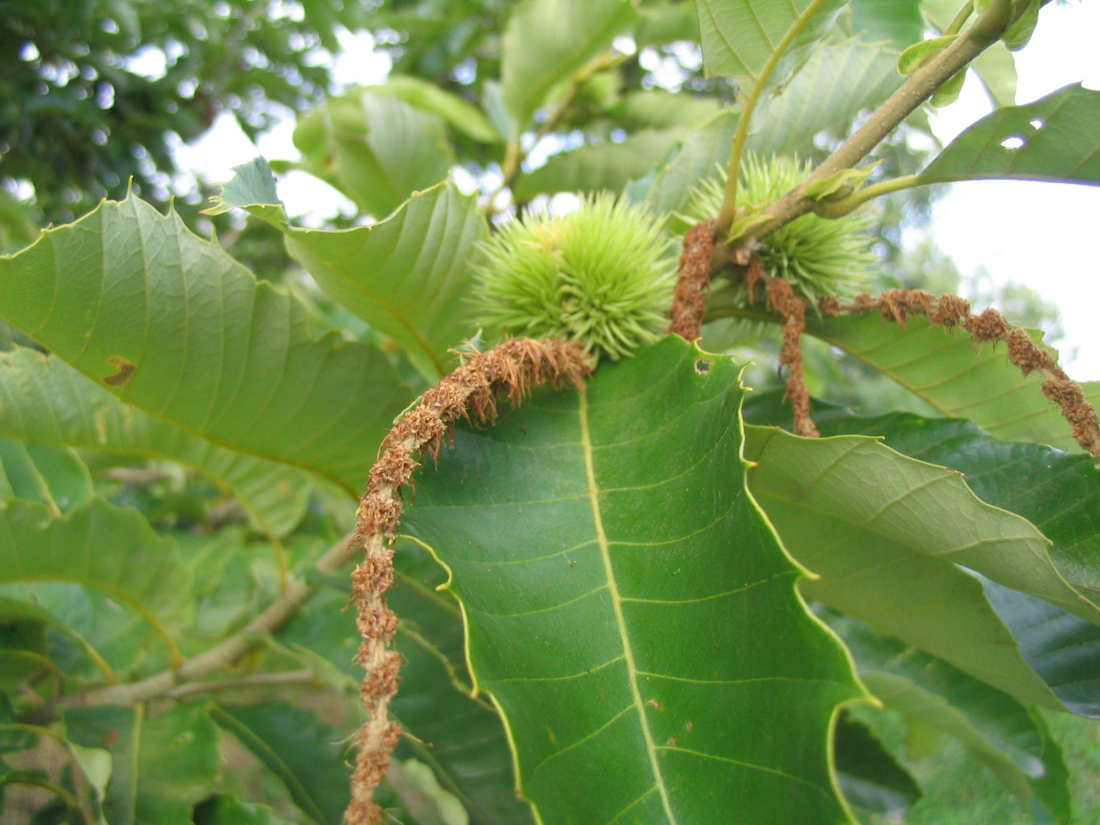 Chestnut Charlie's Tree Crops