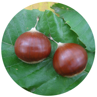 Chestnut Charlie's Tree Crops