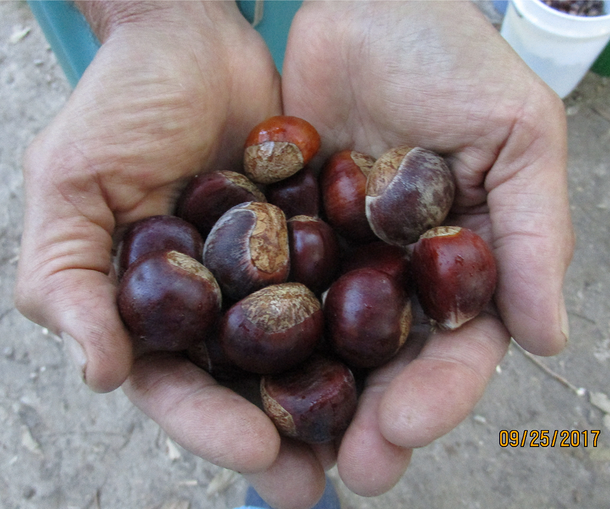 Buy Fresh Chestnuts - Chestnut Charlie's